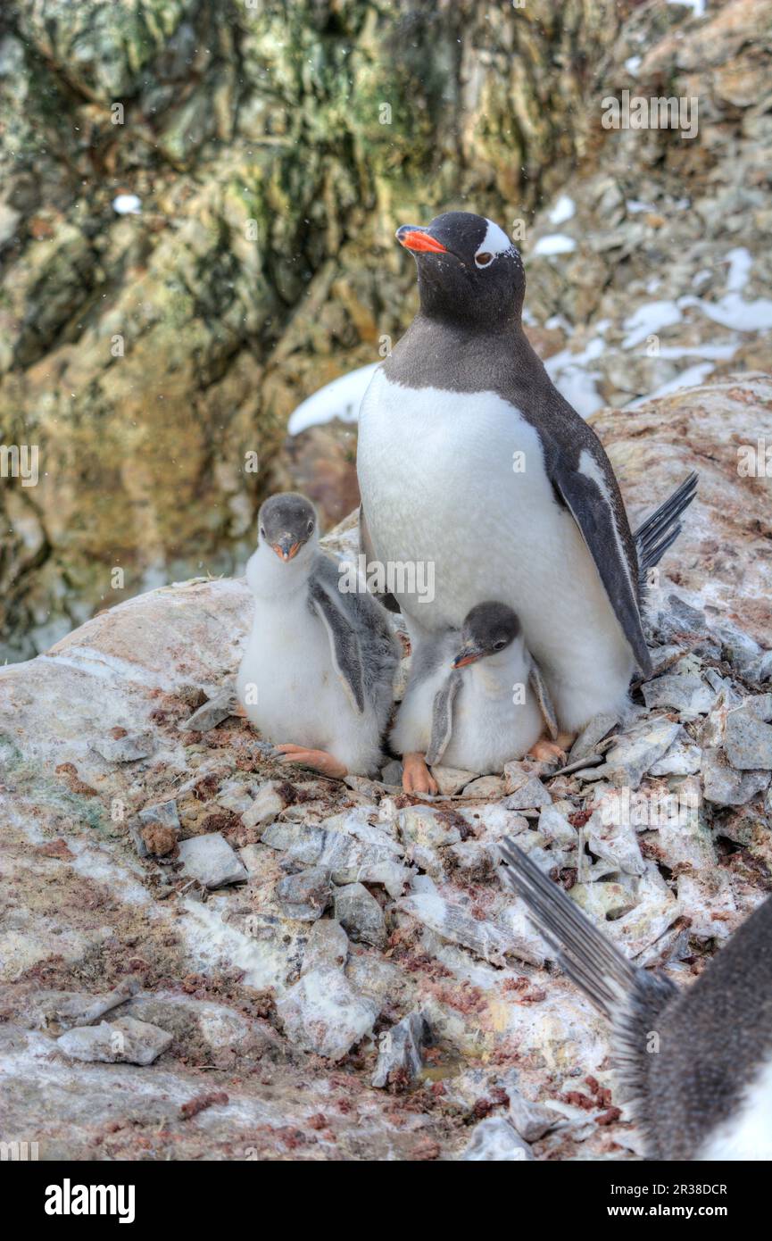 Gentoo penguin colonies during breeding season in Antarctica Stock ...