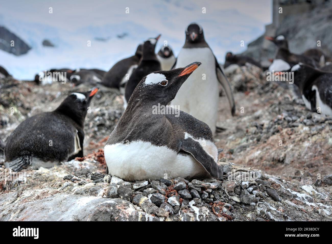 Gentoo penguin colonies during breeding season in Antarctica Stock ...