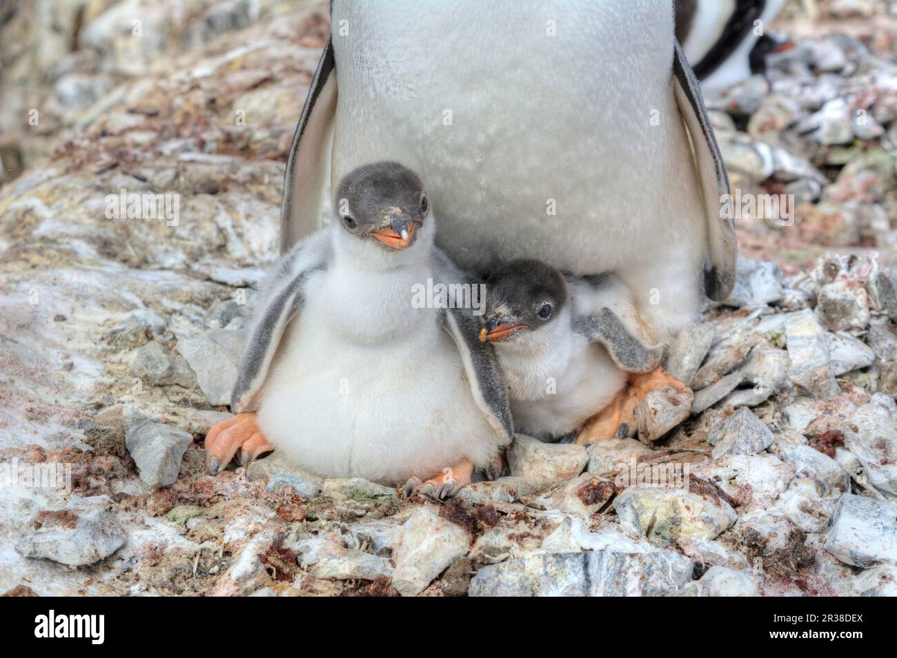 Gentoo penguin colonies during breeding season in Antarctica Stock ...