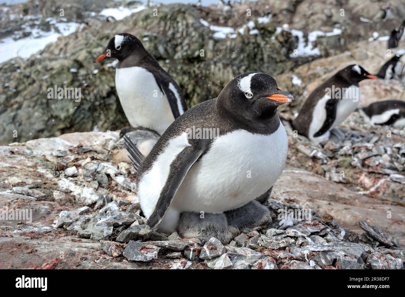Gentoo penguin colonies during breeding season in Antarctica Stock ...