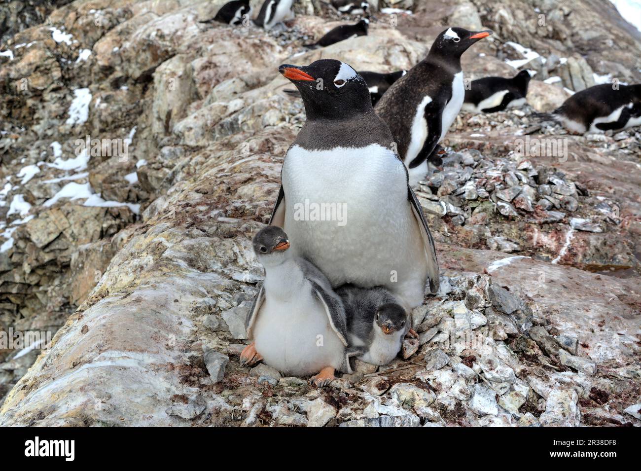 Gentoo penguin colonies during breeding season in Antarctica Stock ...