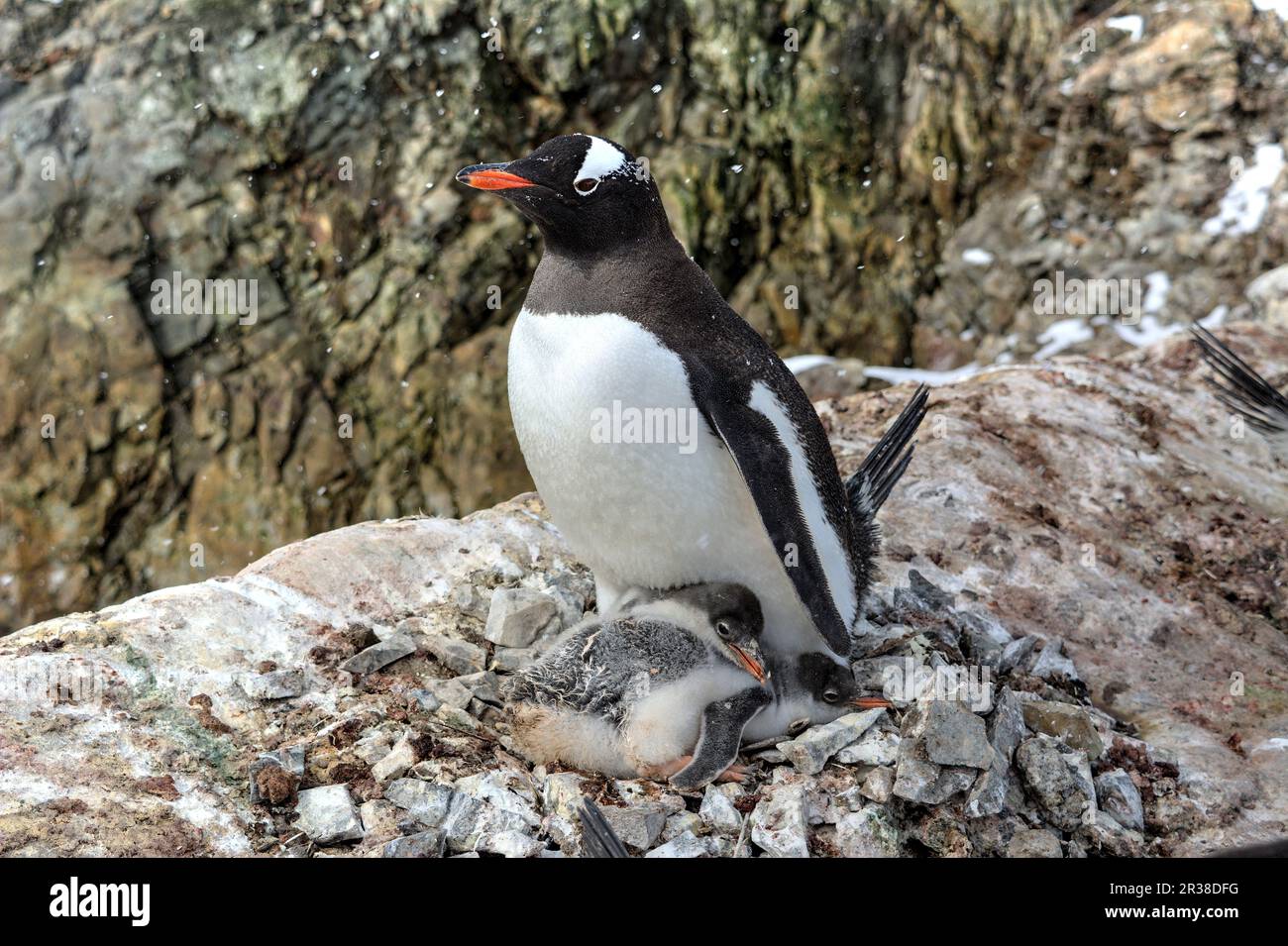 Gentoo penguin colonies during breeding season in Antarctica Stock ...