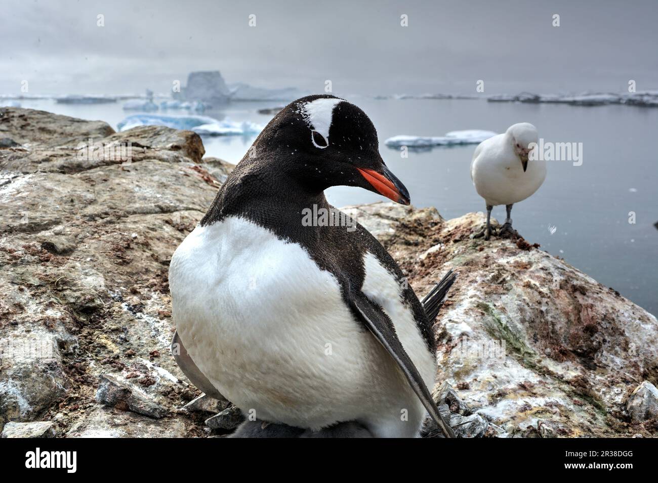 Sheathbill in its natural habitat hi-res stock photography and images ...