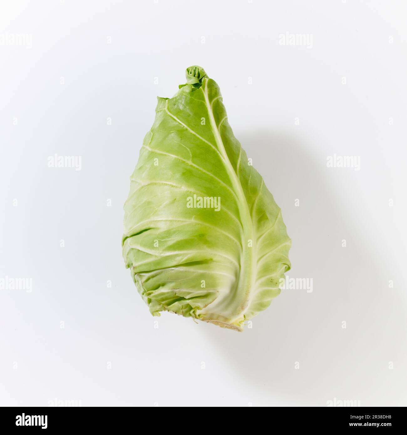 Cabbage outline hi-res stock photography and images - Alamy