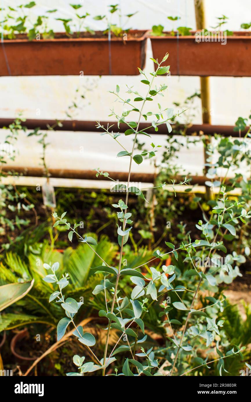 Eucalyptus industry hi-res stock photography and images - Alamy