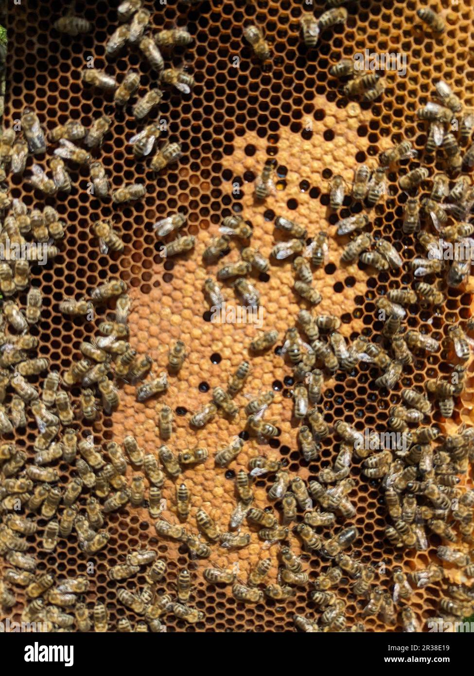 Bees convert nectar into honey. Close-up,macro view. Bee brood - eggs ...