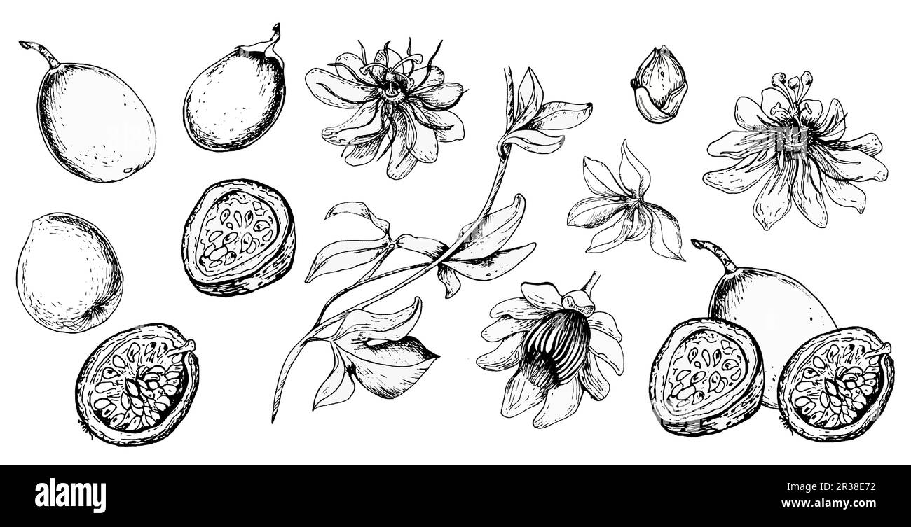 Passion Fruit Plant Drawing