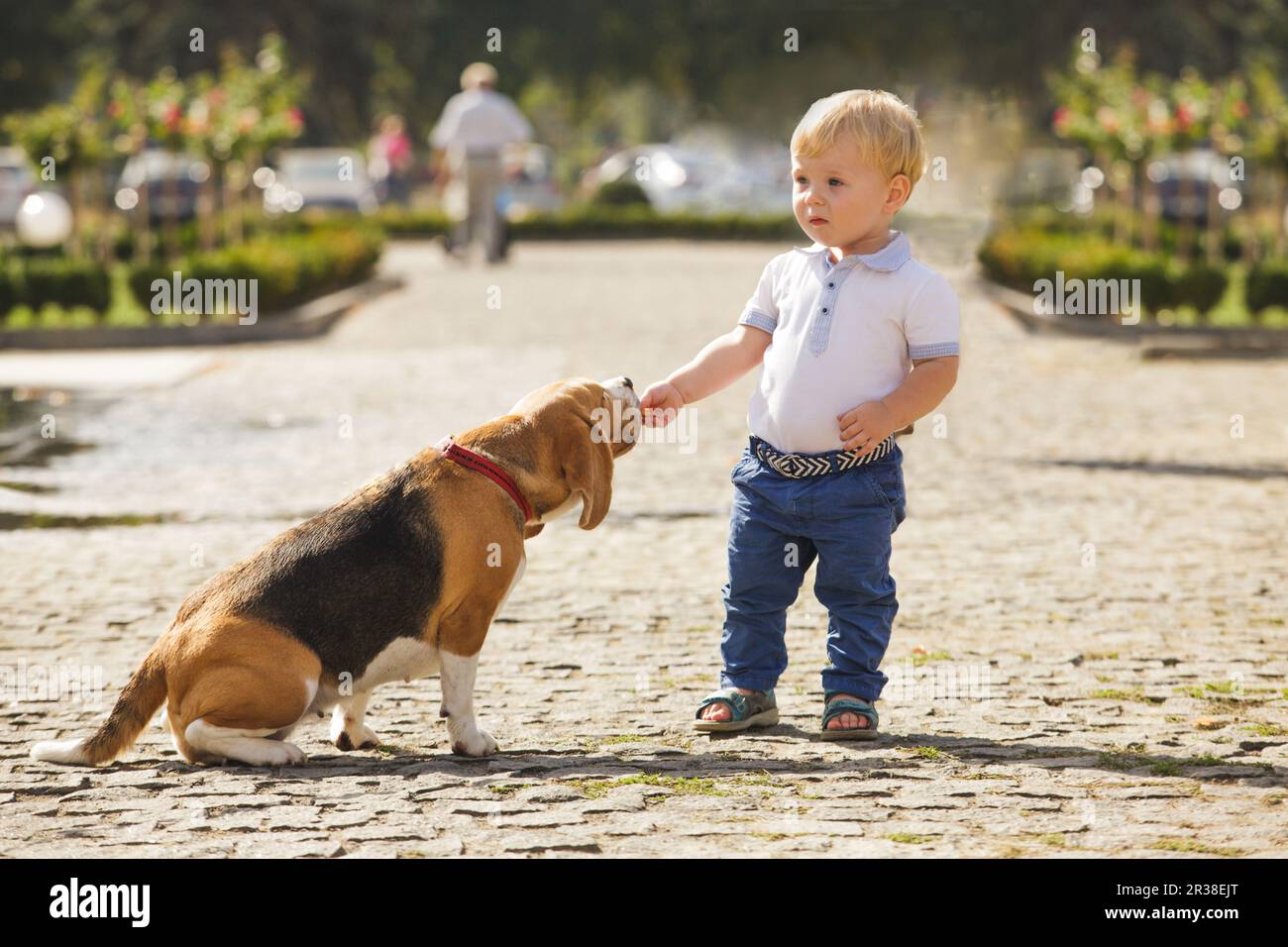 Child kid boy dog treat pet hi-res stock photography and images - Alamy
