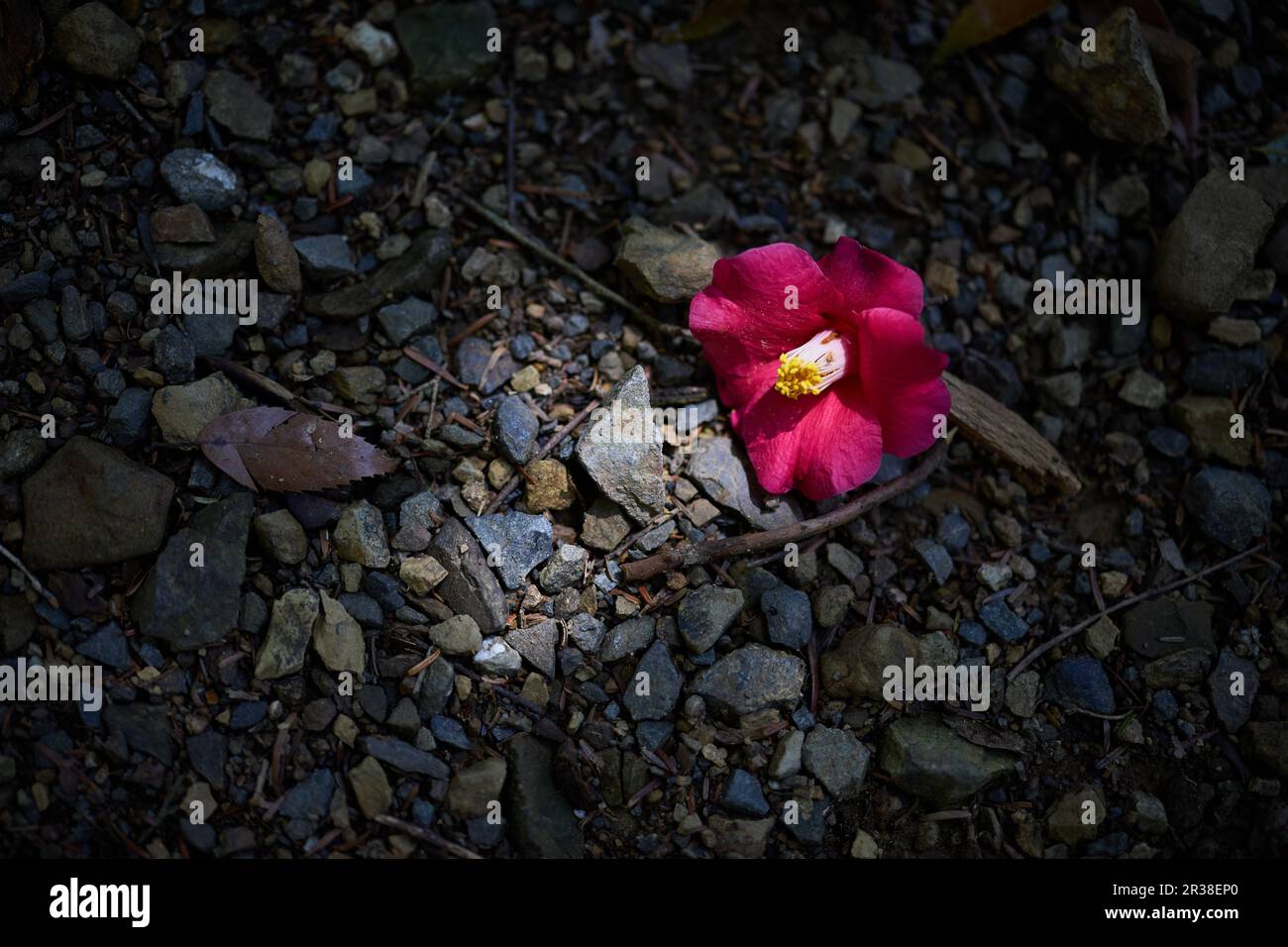 Fallen Camellia Flower Stock Photo - Alamy