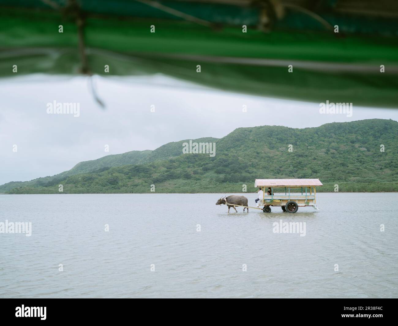 Water buffalo carriage taketomi hi-res stock photography and images - Alamy