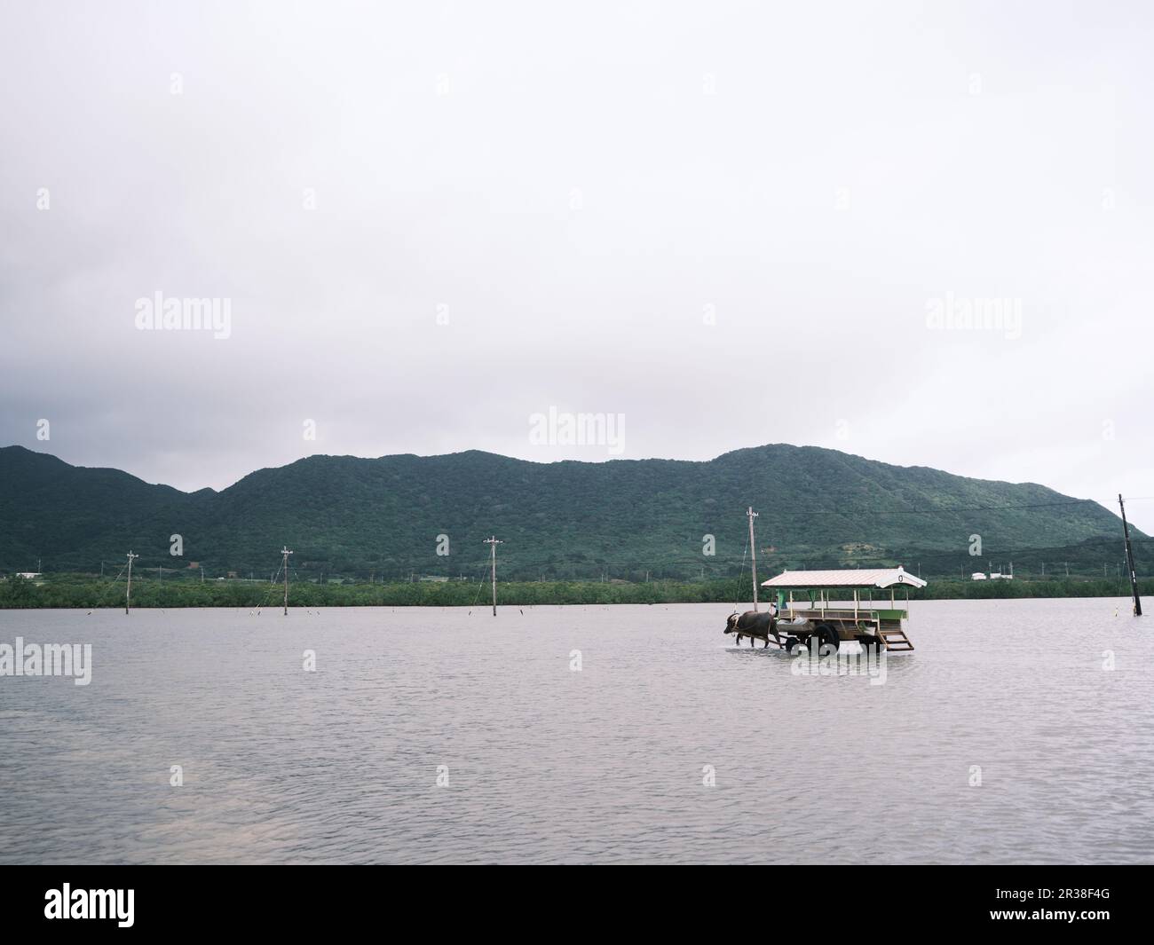 Water buffalo carriage Stock Photo - Alamy