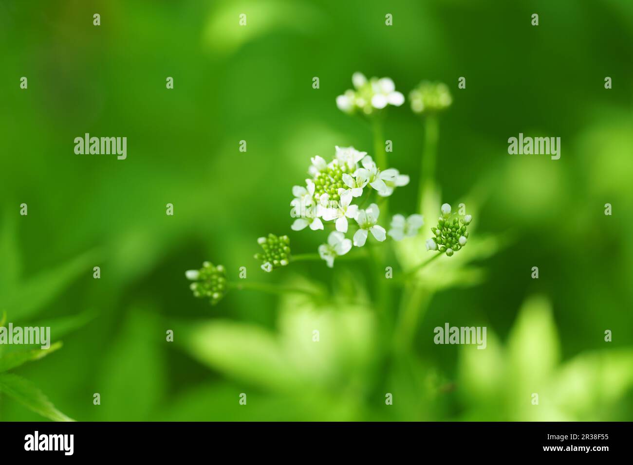 Cardamine leucantha hi-res stock photography and images - Alamy