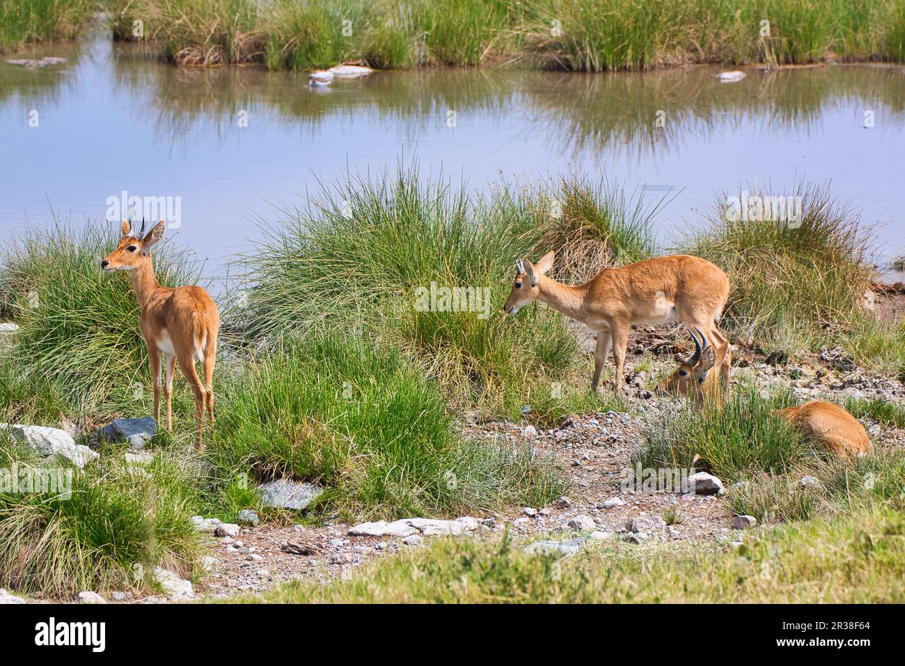 Rare Oribi Antelopes at waterhole in Serengeti National Park, Tanzania ...