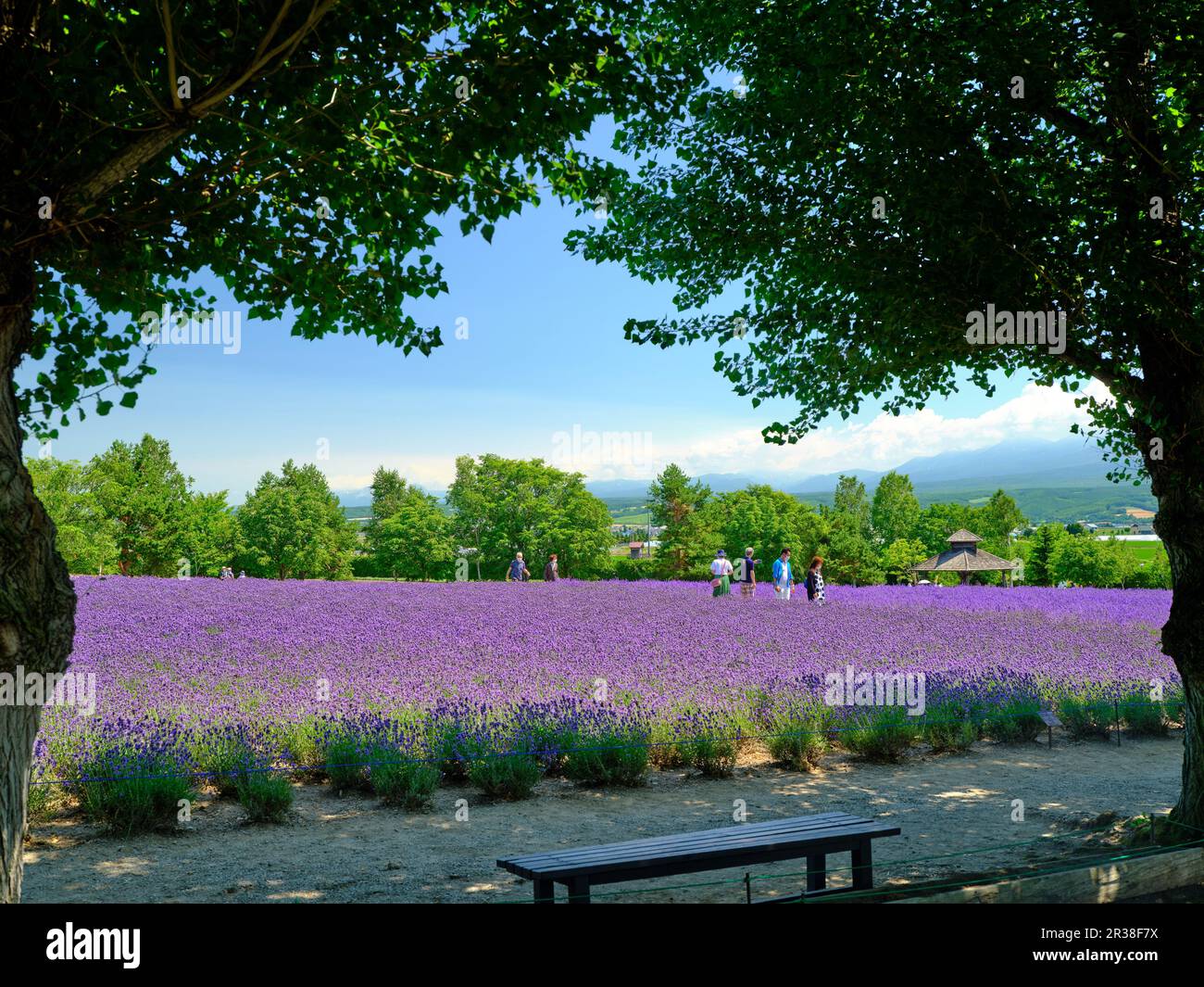 Lavender field hokkaido hi-res stock photography and images - Alamy