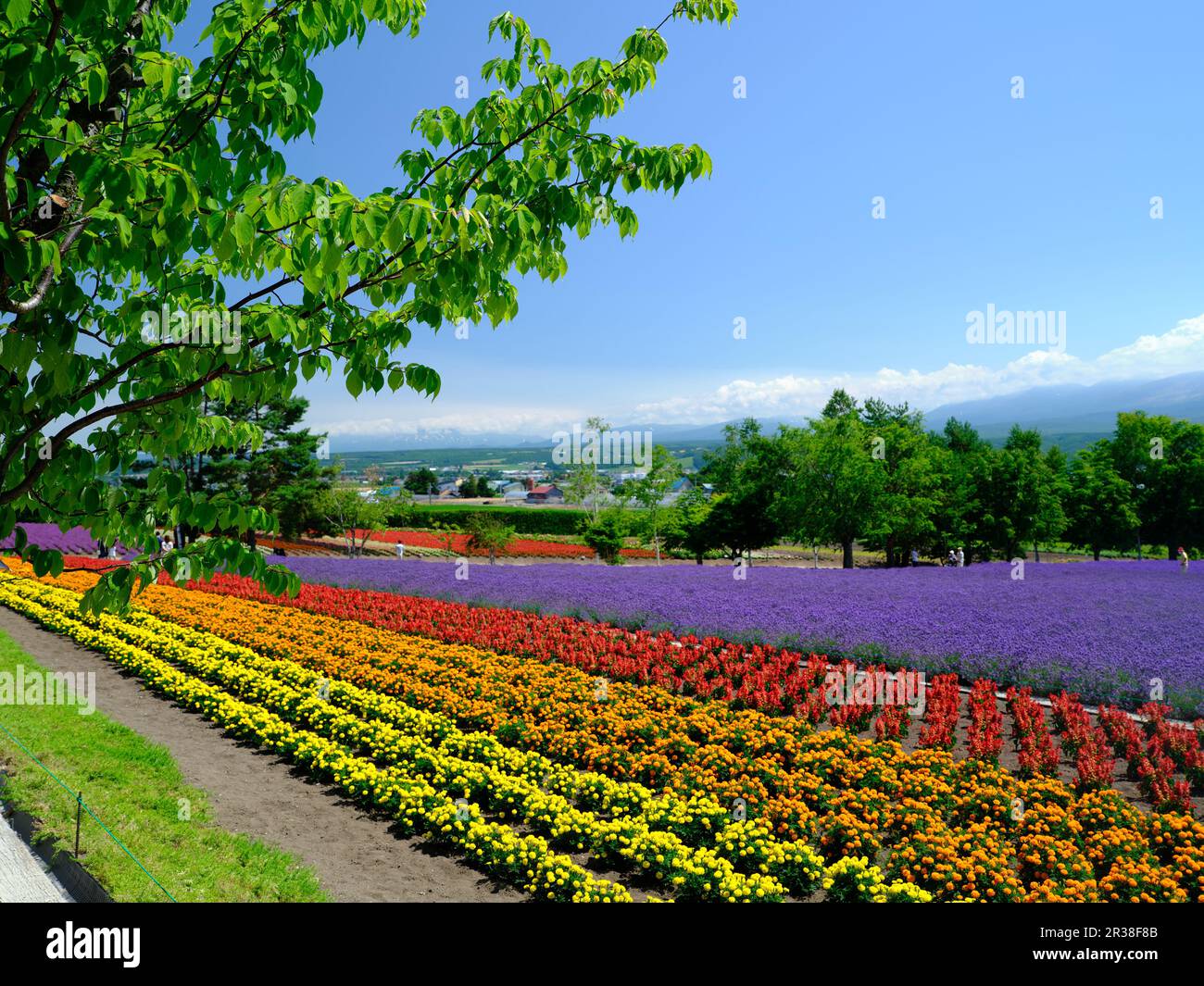 Incense field hi-res stock photography and images - Alamy