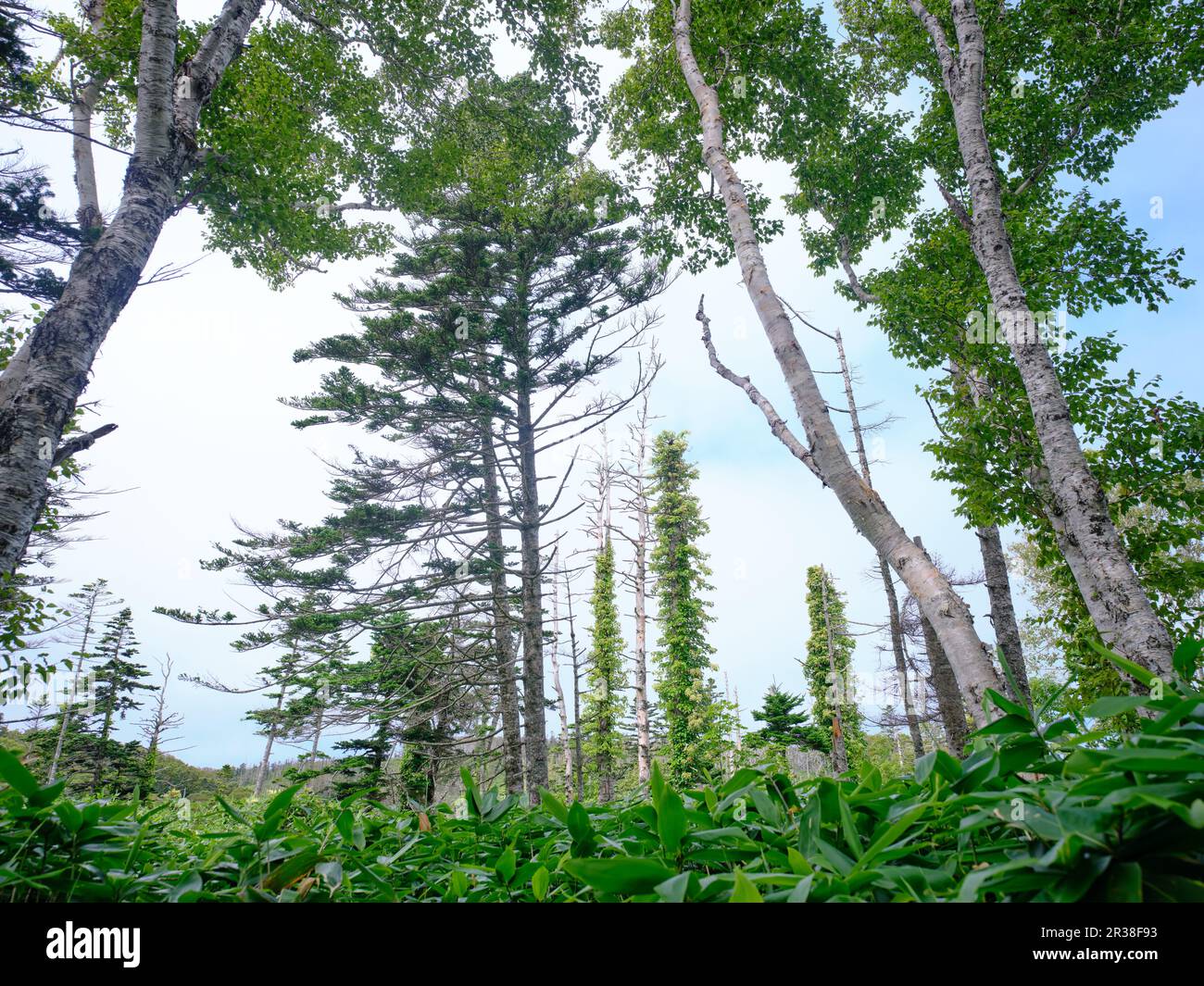 Landscape in Rebun Island, Hokkaido, Japan Stock Photo - Alamy
