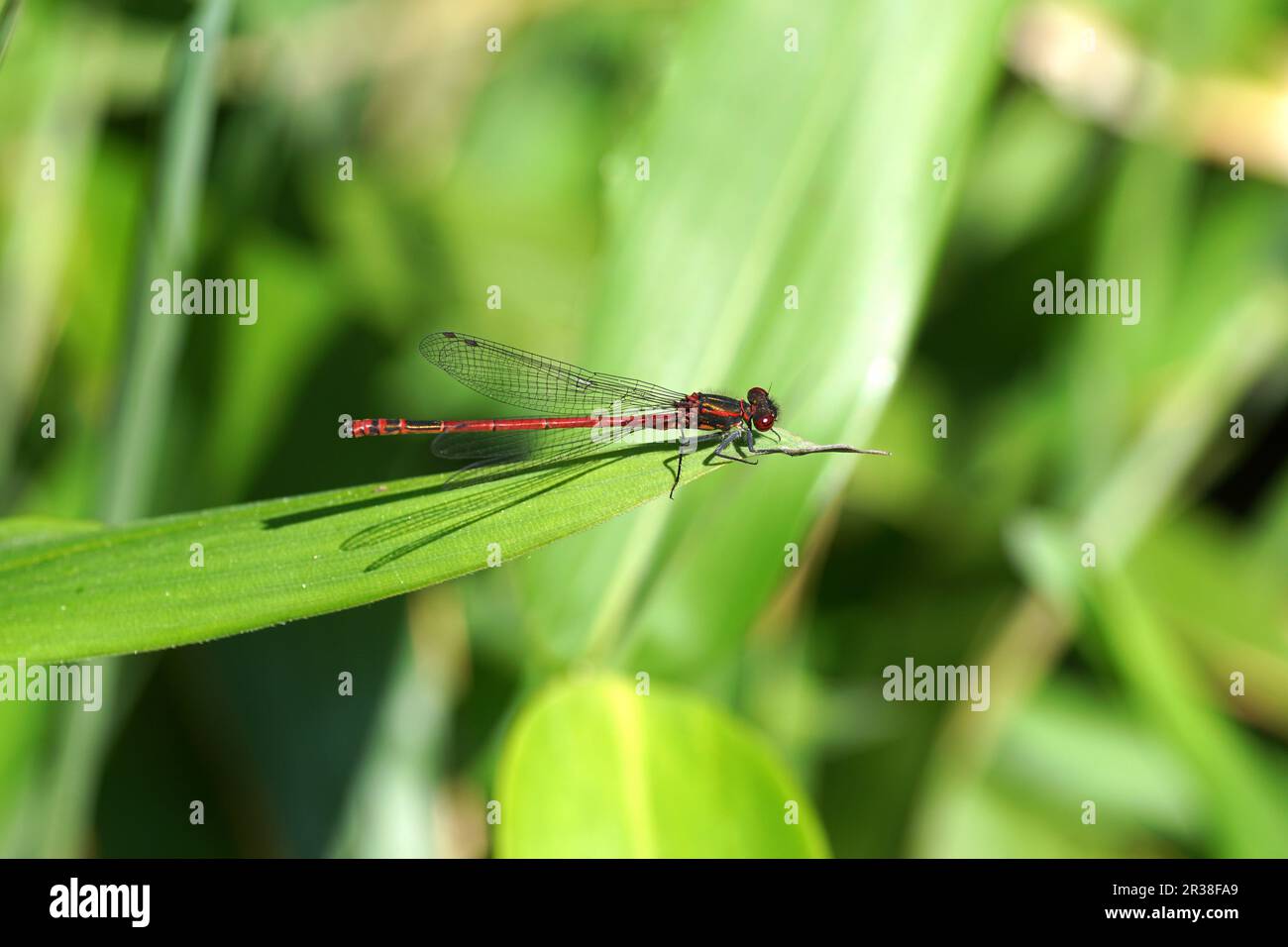Large red damselfly (Pyrrhosoma nymphula), family Coenagrionidae. On a ...