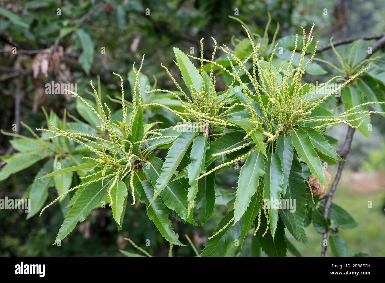Inflorescence of the sweet chestnut in the Ardeche, Southern France ...