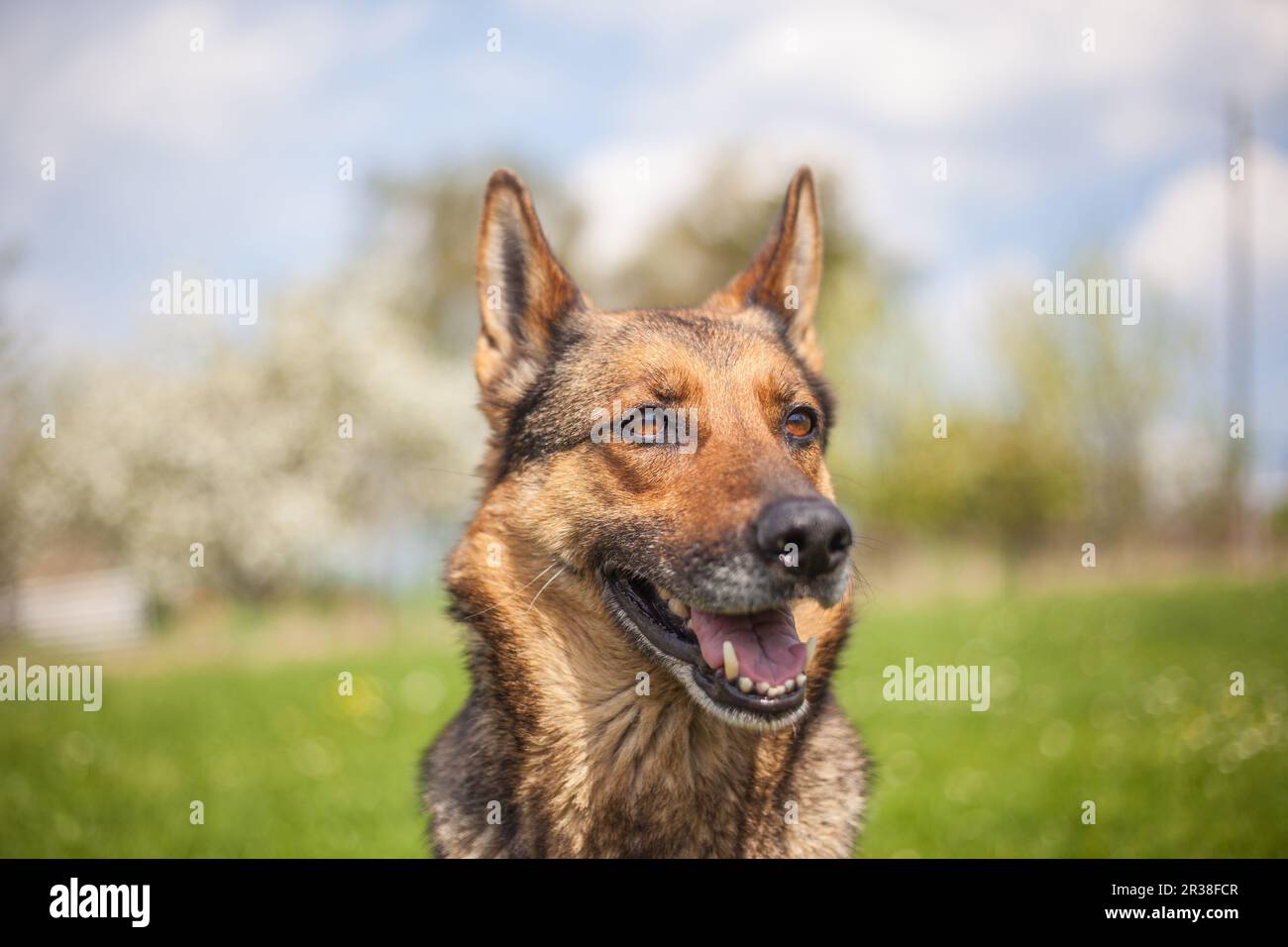 German Shepherd on a spring meadow Stock Photo - Alamy