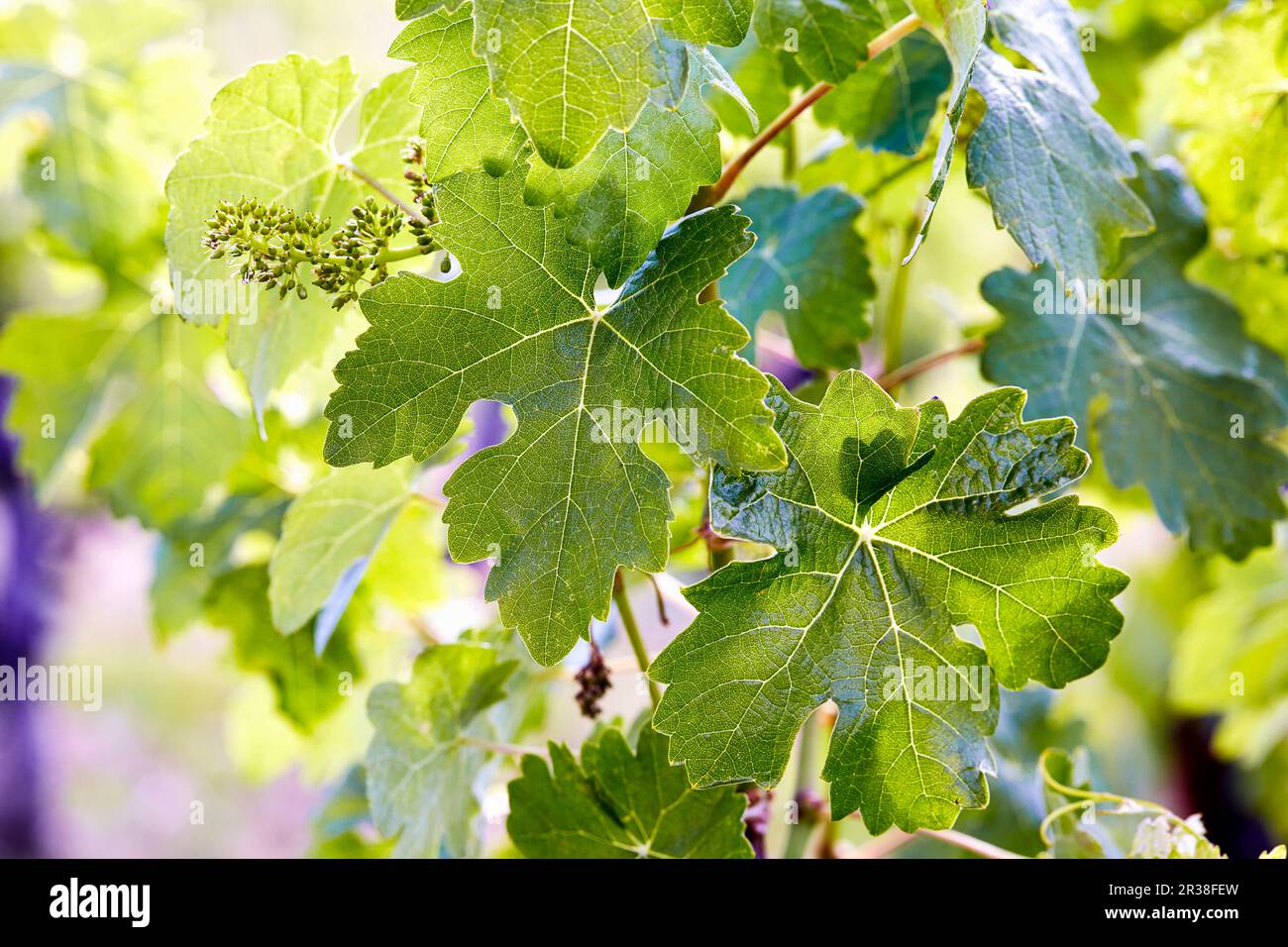 Vine in spring hi-res stock photography and images - Alamy