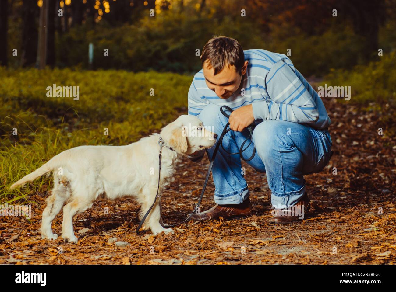 Golden retriever puppy with man Stock Photo - Alamy