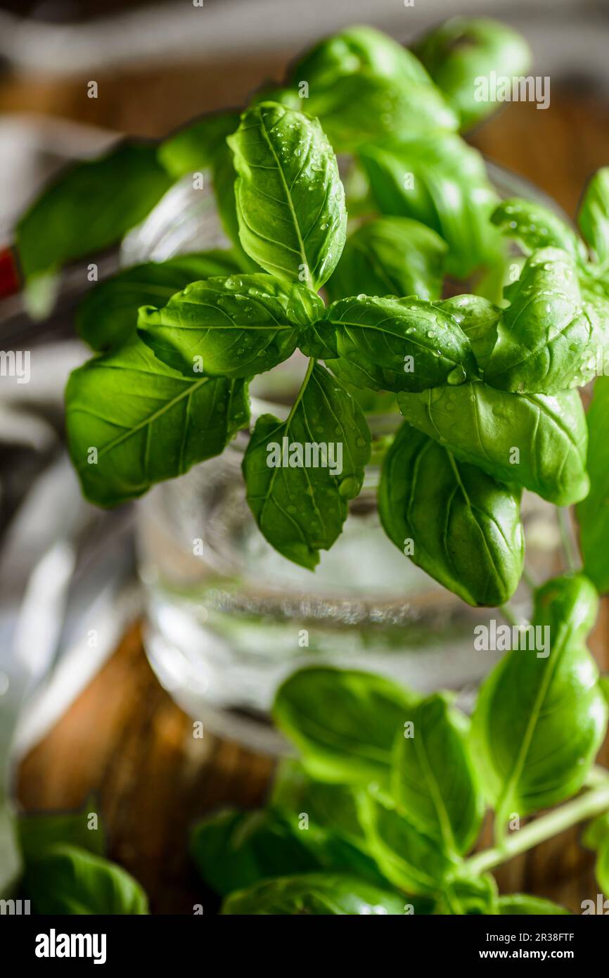 Fresh Basil In Jar Stock Photo - Alamy