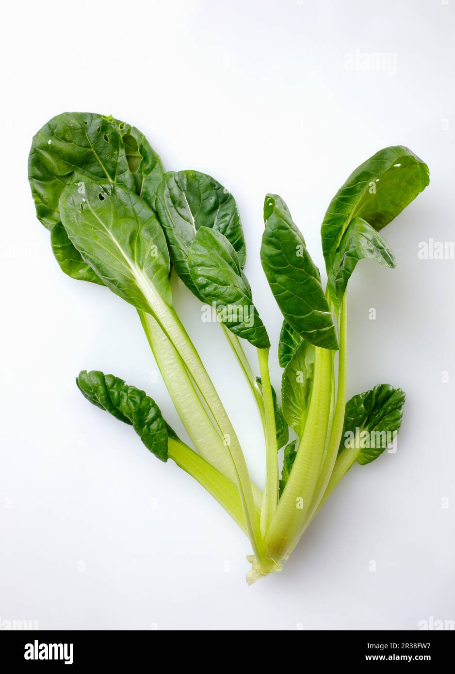 Pak choi cut out hi-res stock photography and images - Alamy