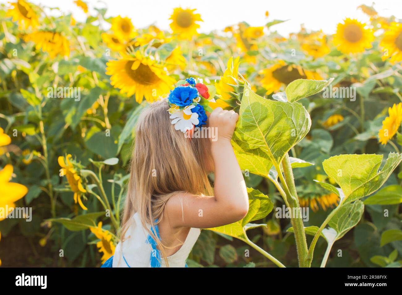 The game of hide and seek on the sunflower field Stock Photo - Alamy
