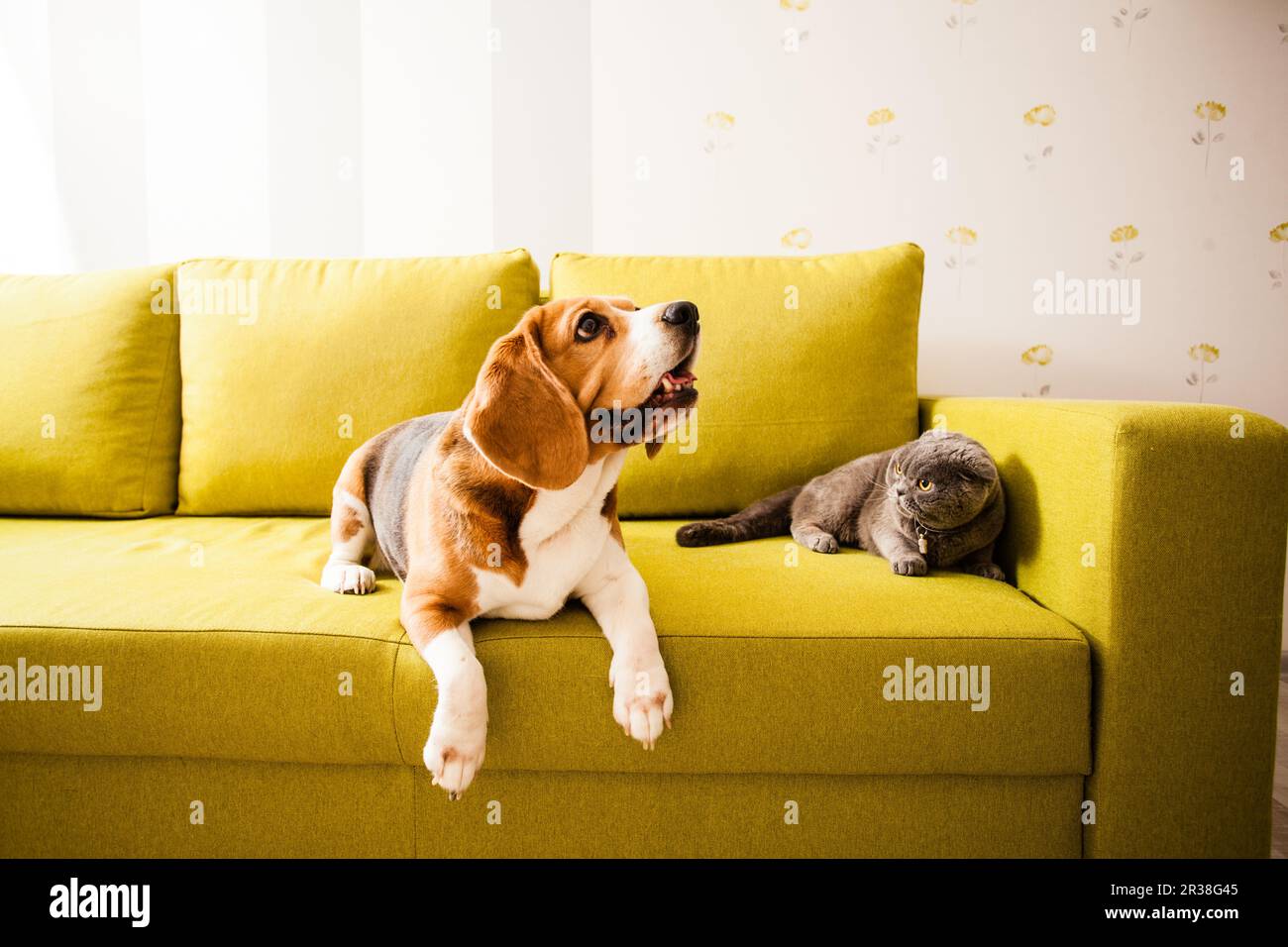 Lying pets on the sofa Stock Photo - Alamy