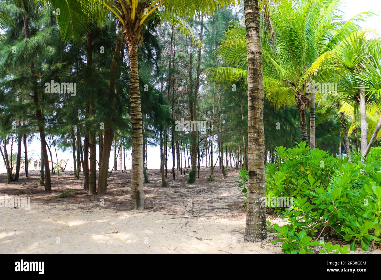 Vlogger paradise hi-res stock photography and images - Alamy