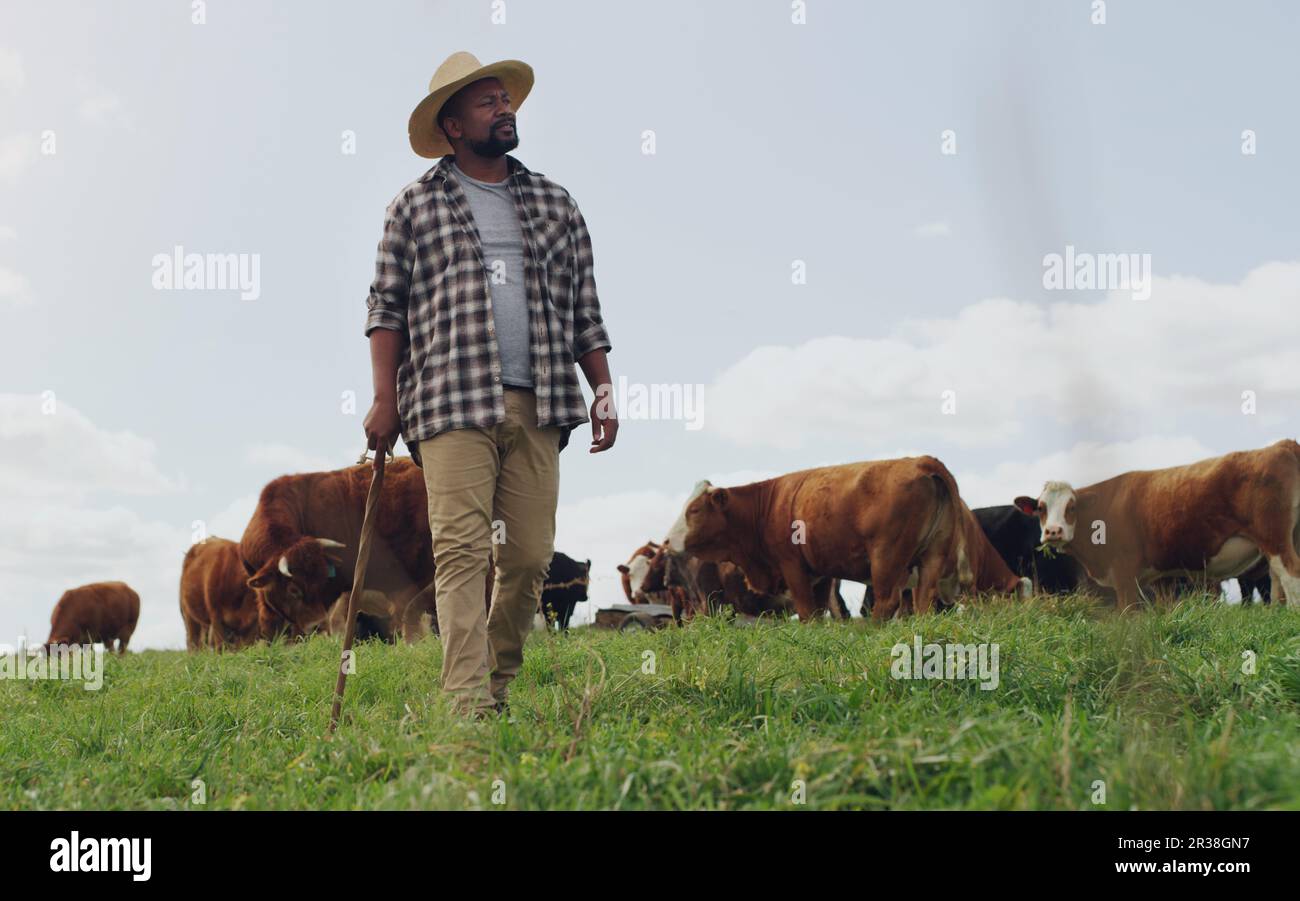 Agriculture, cow and black man thinking on farm, walking with stick and ...