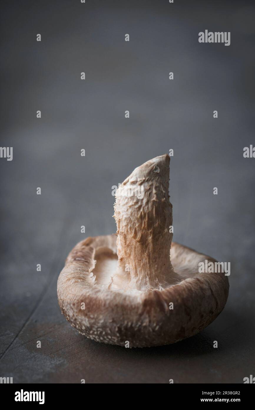 A fresh mushroom Stock Photo - Alamy