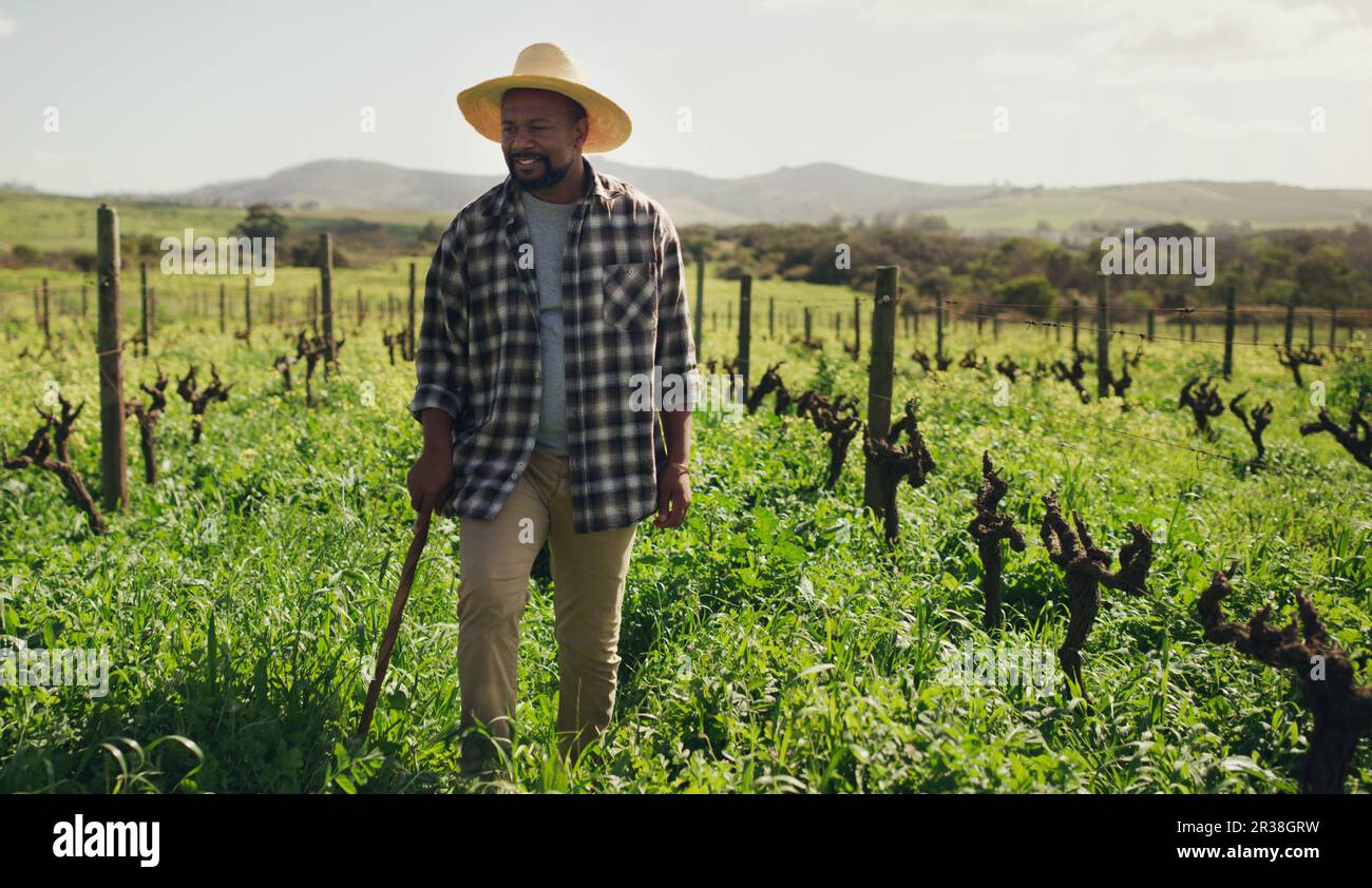 Cane, agriculture and black man on farm for farming, nature or growth ...