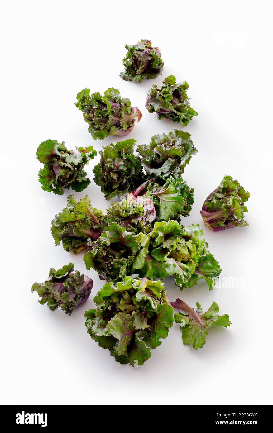 Flower sprout (a cross between a Brussels sprout and green kale Stock ...