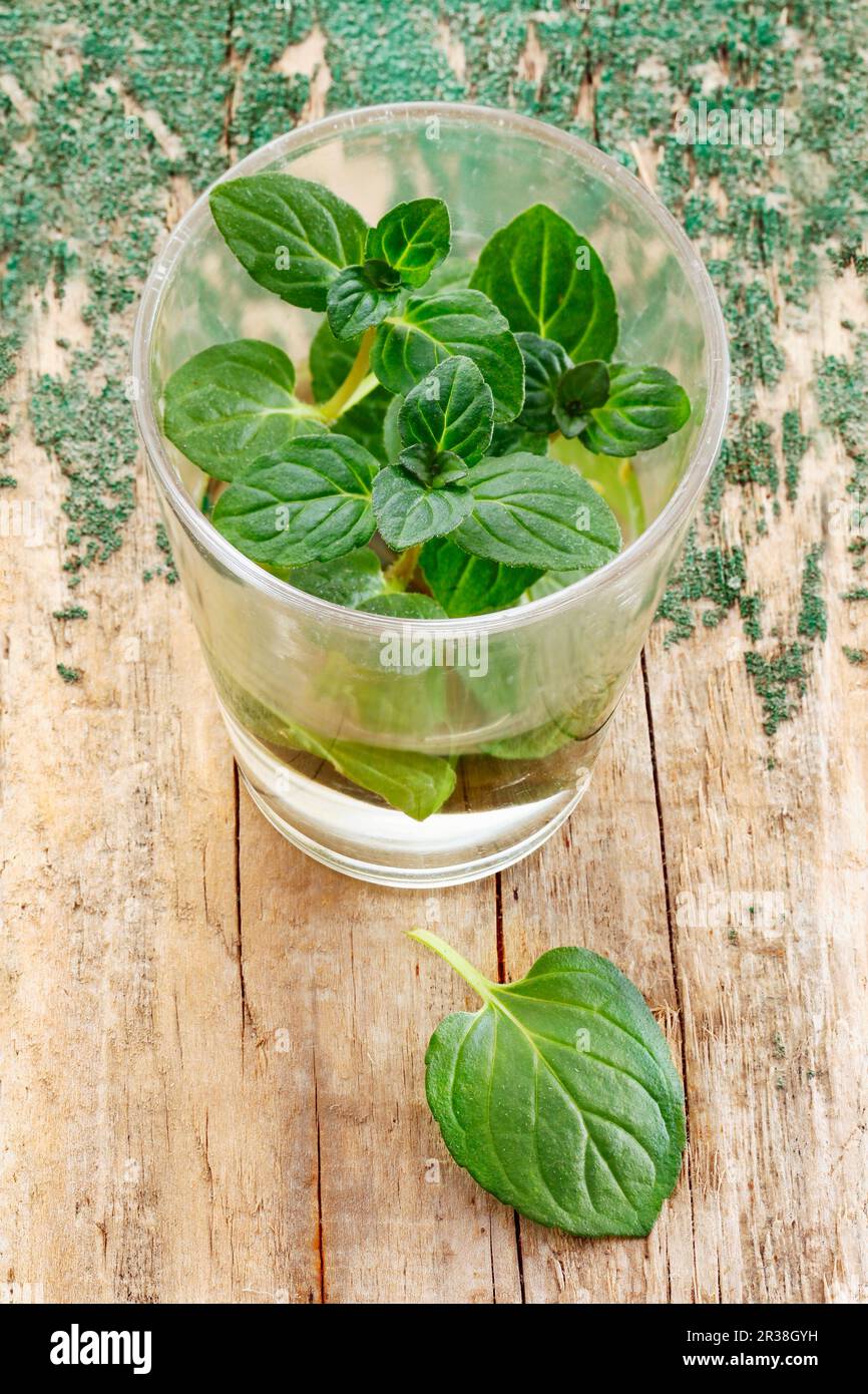 Fresh mint in a glass of water Stock Photo - Alamy
