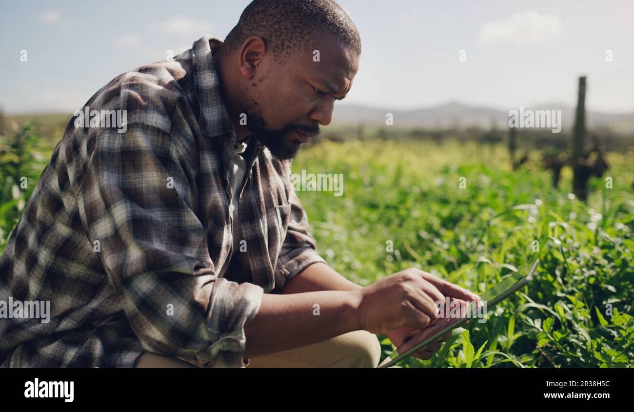 Farm, tablet and a black man on a field for research in agriculture ...
