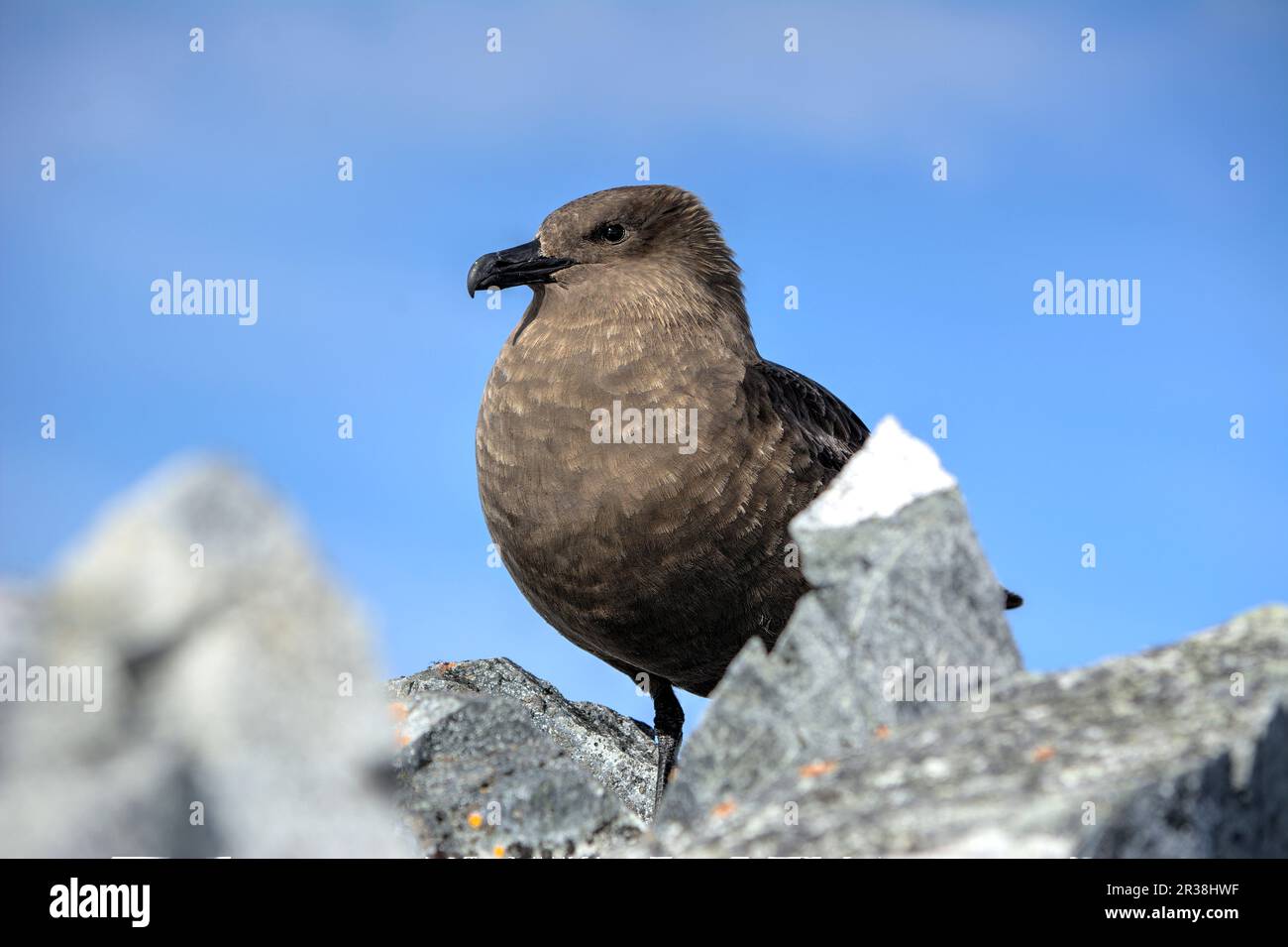 South polar skua population hi-res stock photography and images - Alamy