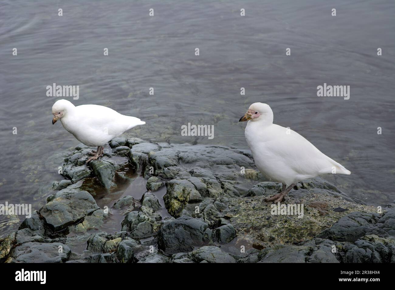 Sheathbill ecology hi-res stock photography and images - Alamy