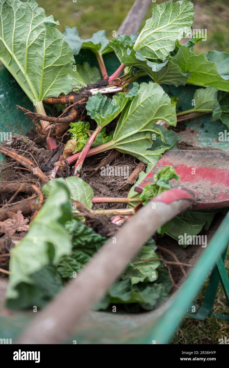 Rhubarb field hi-res stock photography and images - Alamy