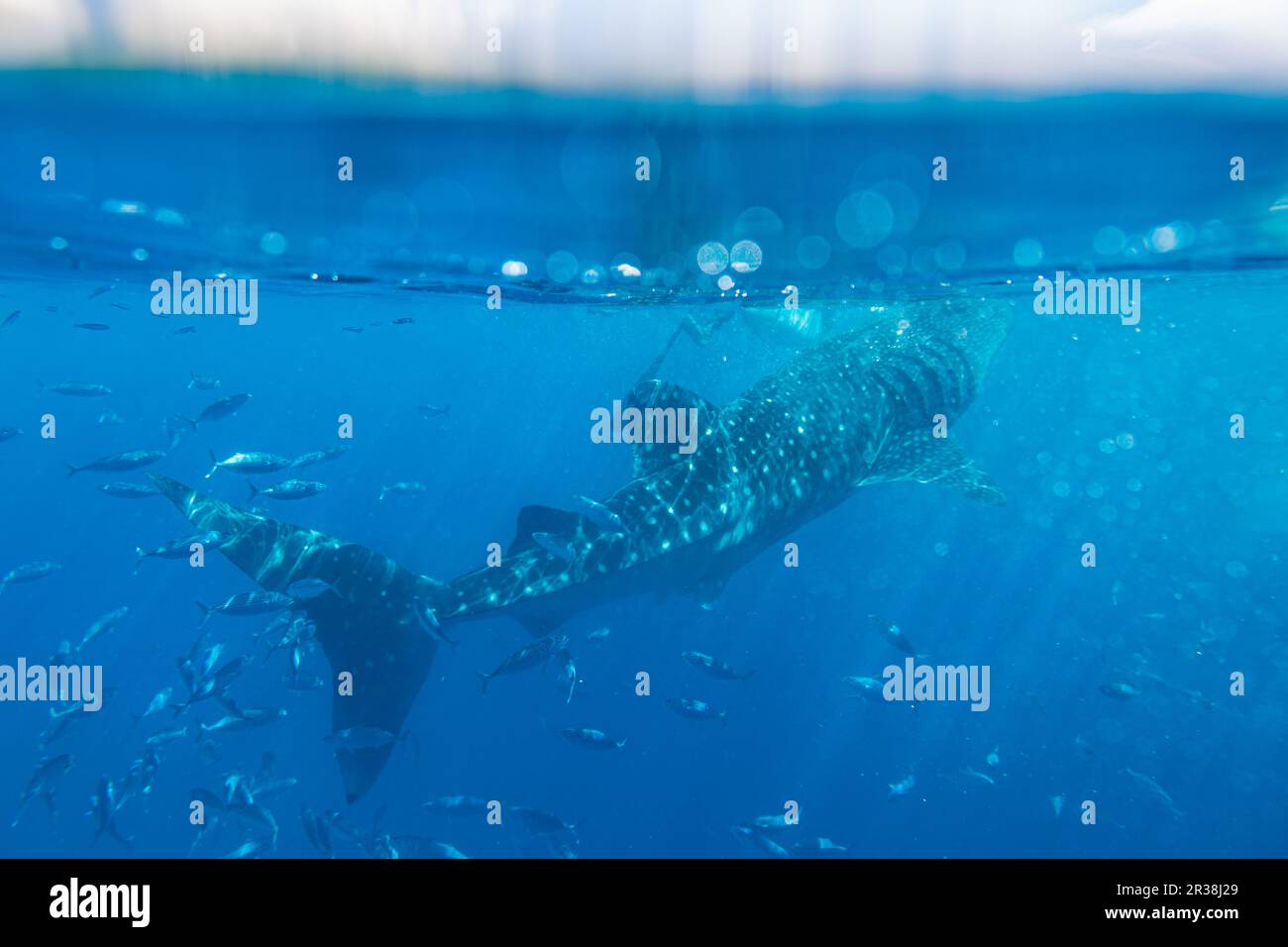 Whale shark under the sea at Oslob, Cebu, Philippines Stock Photo - Alamy