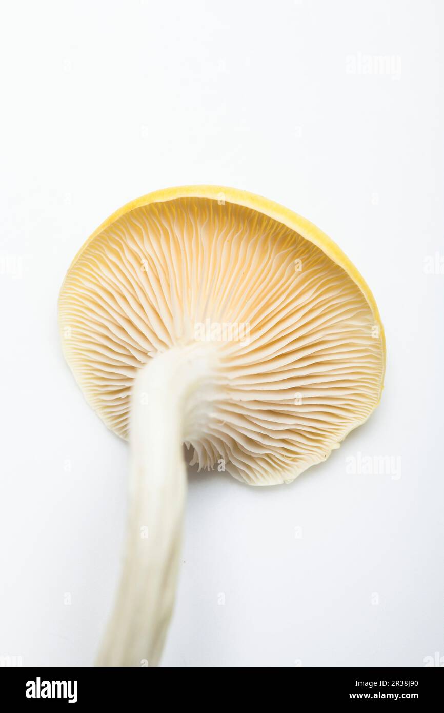 Lemon mushroom hi-res stock photography and images - Alamy