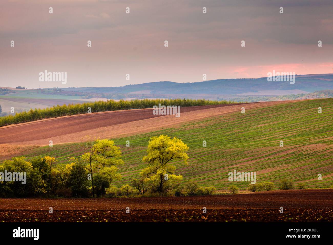 Backdrop of trees hi-res stock photography and images - Alamy