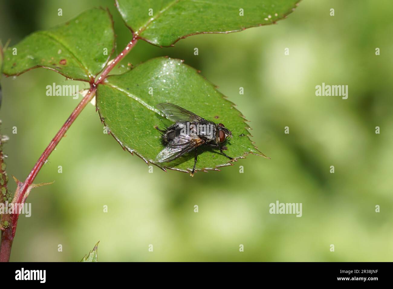 Close up tachinid fly Blepharipa pratensis, synonym Panzeria rudis ...