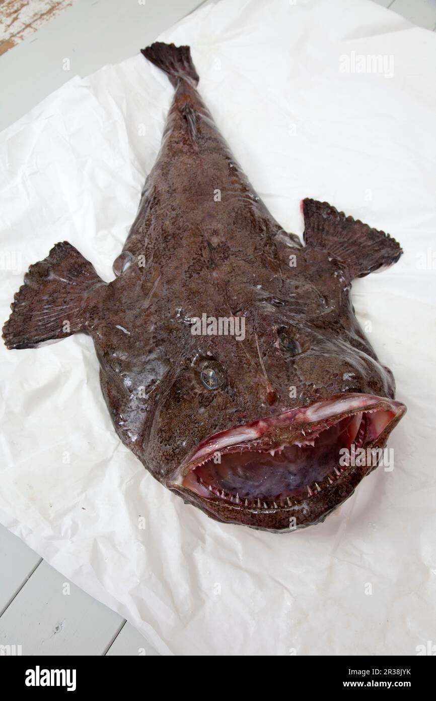 A whole monkfish Stock Photo - Alamy