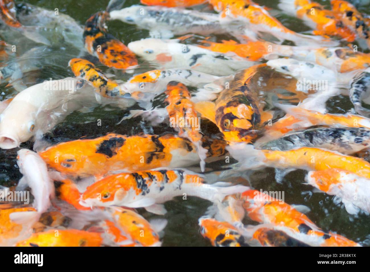 Pond goldfish hi-res stock photography and images - Alamy