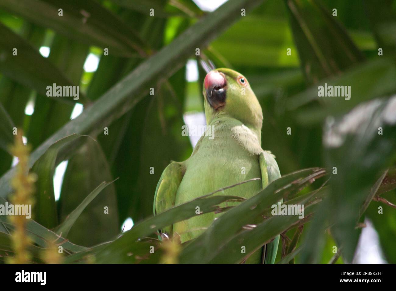 Papagei papagei hi-res stock photography and images - Alamy