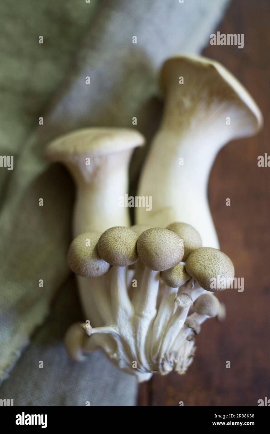 Fresh mushrooms (close-up Stock Photo - Alamy