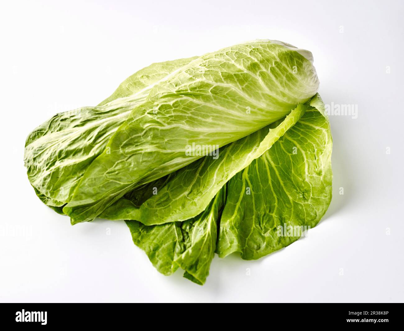 Chicory (Cichorium intybus Var. foliosum Stock Photo - Alamy