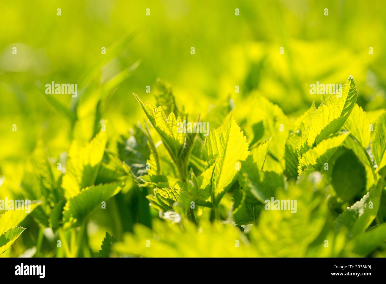 Green spring leaves in close up. Spring background with green leaves of ...