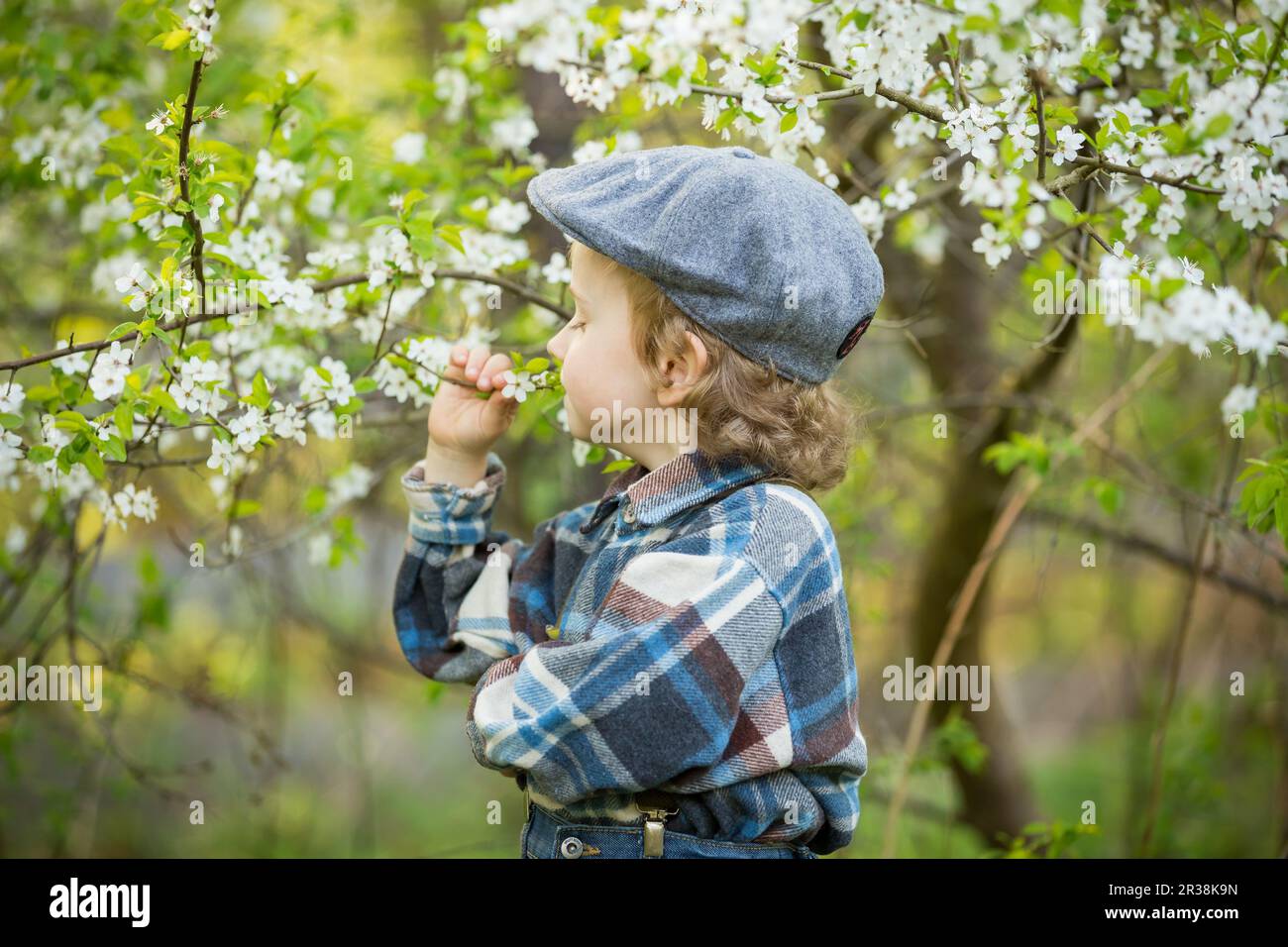 Young blonde boy posing in blooming orchard in springtime Stock Photo ...